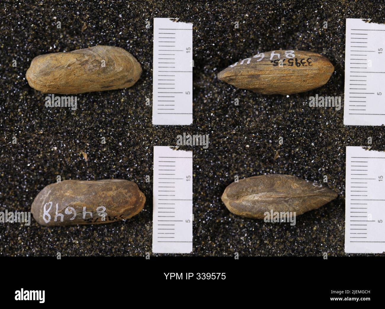 Modiola herseyi white hi-res stock photography and images - Alamy