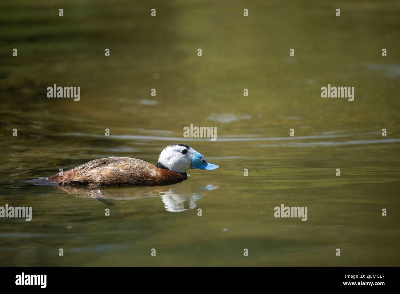 White splash diving duck hi-res stock photography and images - Alamy