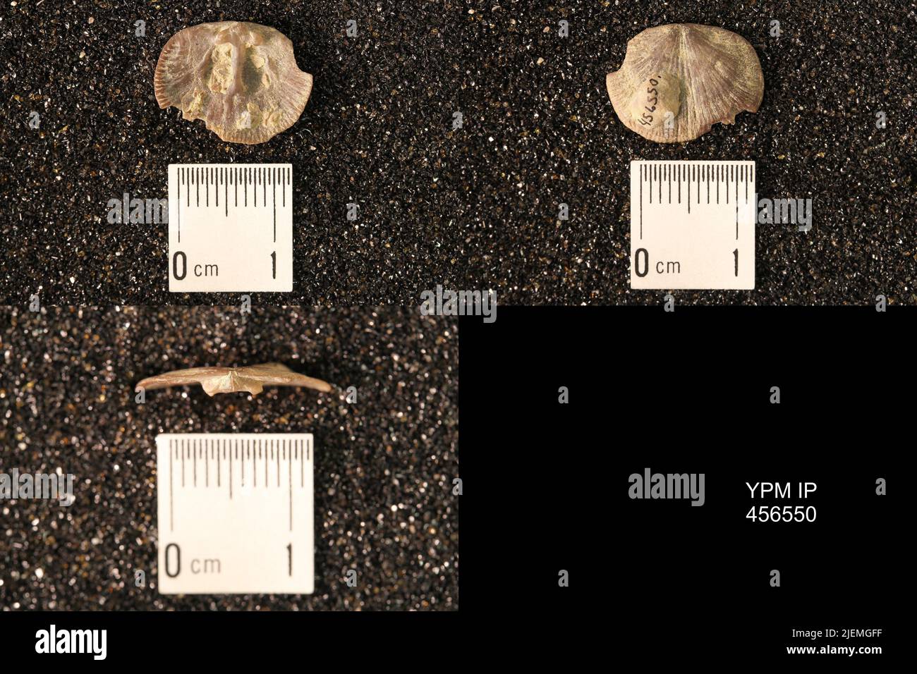 1827 animalia hi-res stock photography and images - Alamy