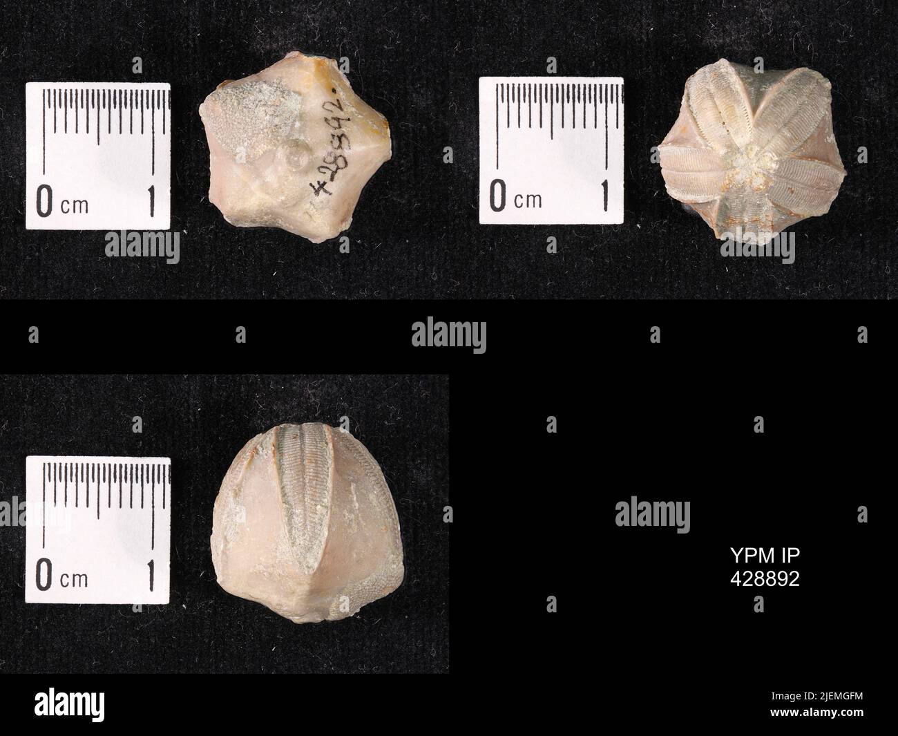 Pentremites hi-res stock photography and images - Alamy