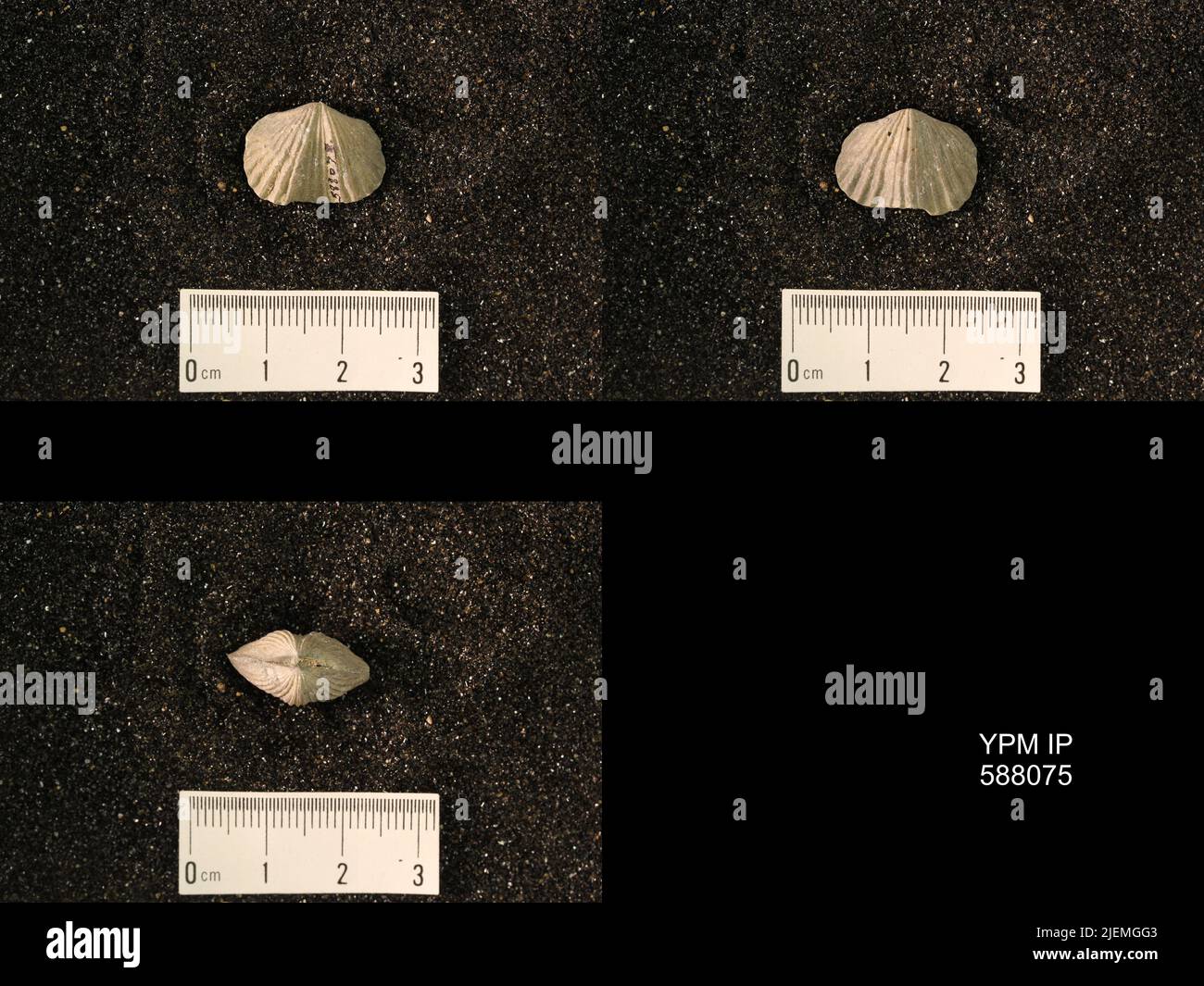Laticostata hi-res stock photography and images - Alamy