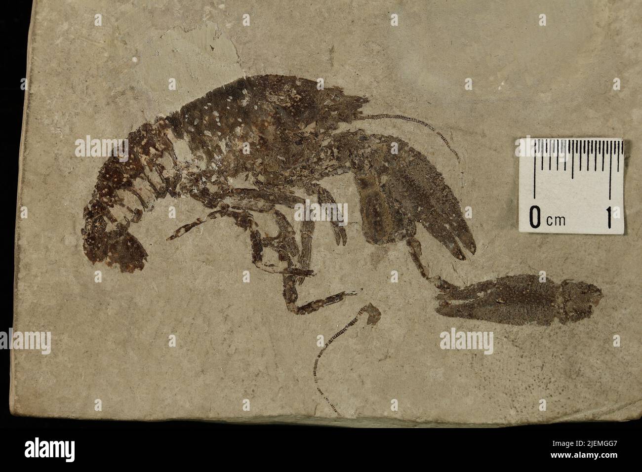 Primaevus hi-res stock photography and images - Alamy