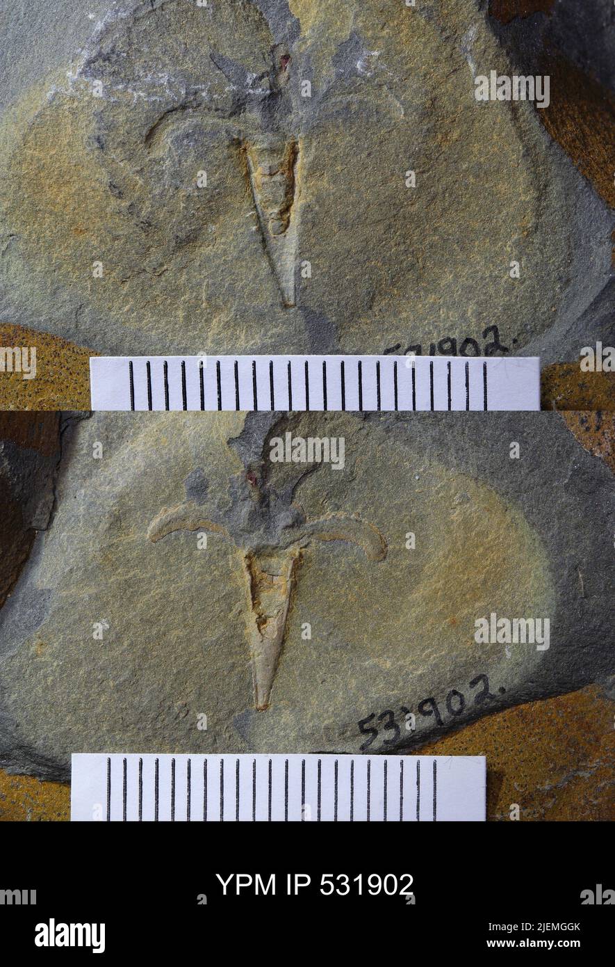 Hyolith hi-res stock photography and images - Alamy