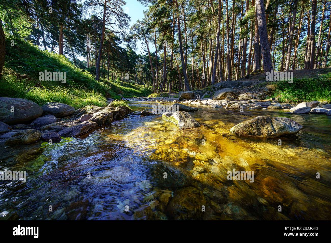 Small stream in the forest with sunlight between the trees at sunrise ...