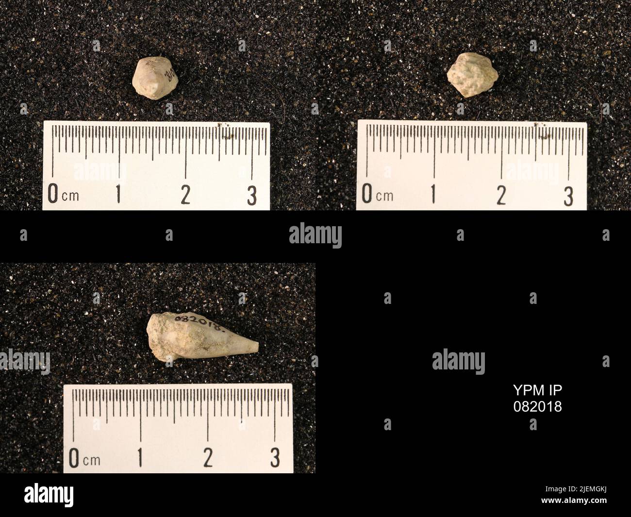 Troosticrinus reinwardti (Troost Stock Photo - Alamy