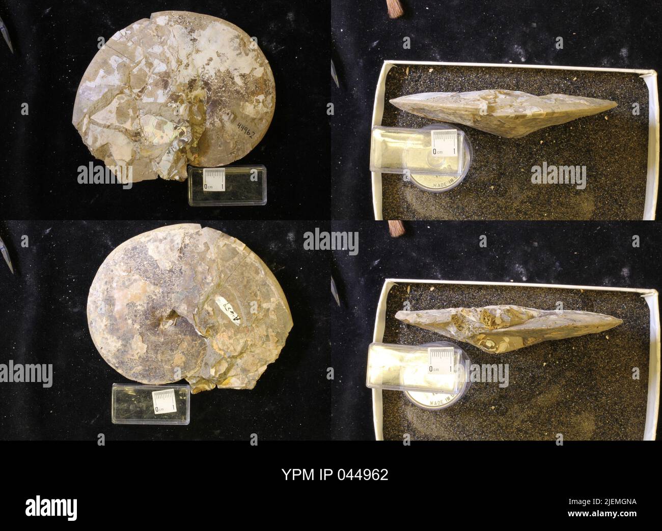 Sphenodiscus lenticularis (Owen Stock Photo - Alamy