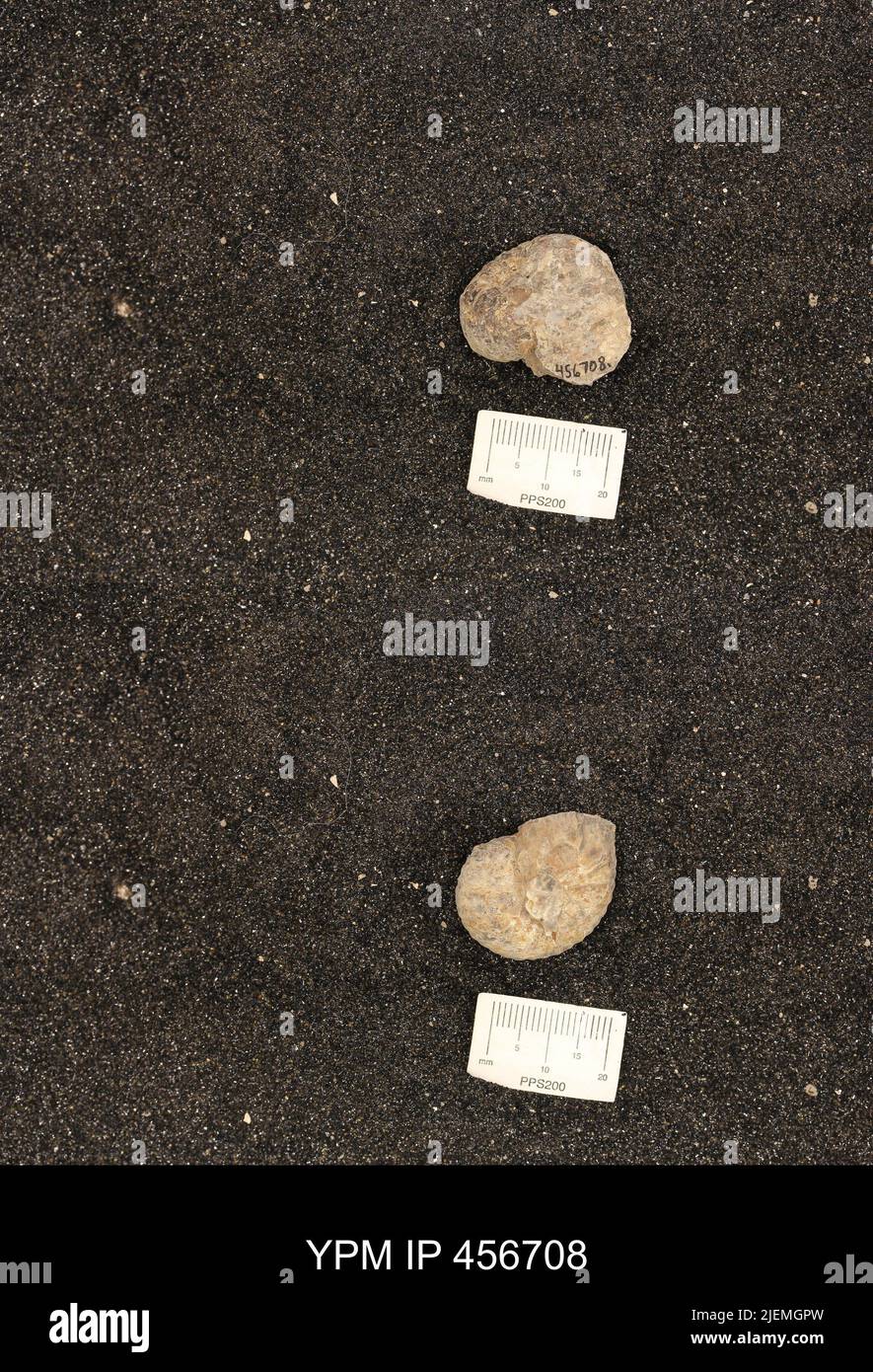 Scaphites ventricosus stantoni reeside animalia hi-res stock ...