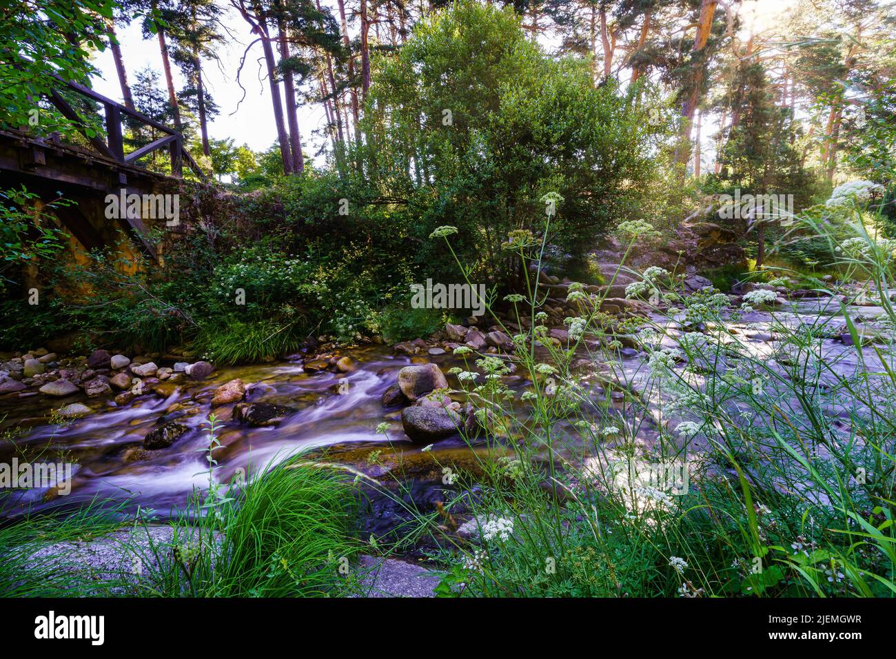 Landscape pine tree forest small river hi-res stock photography and ...