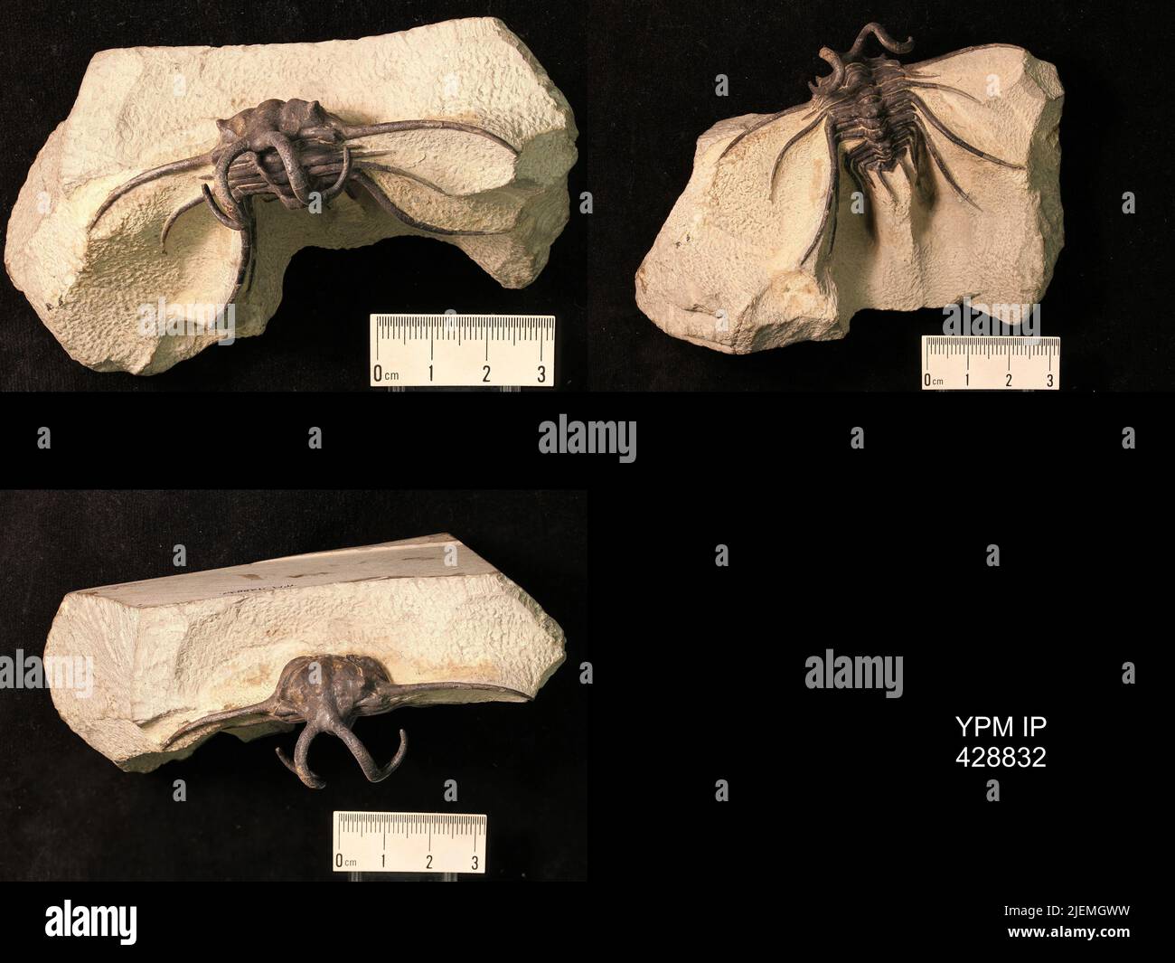 Monstrosus hi-res stock photography and images - Alamy