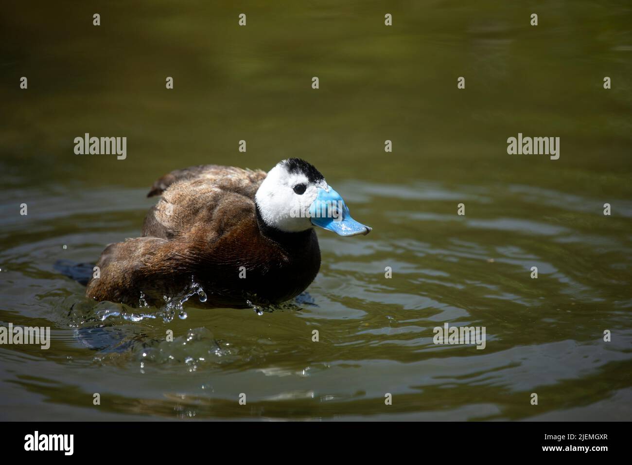 Endangered duck hi-res stock photography and images - Alamy