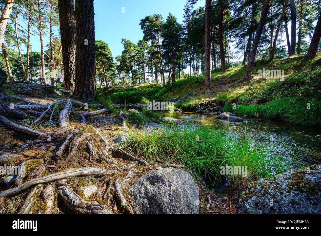 Tree roots on the ground with large stones and transparent stream of ...