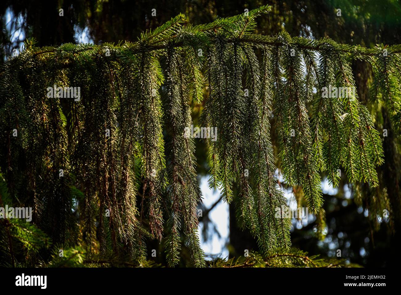 Branches of an evergreen spruce hang down vertically. Side lighting ...