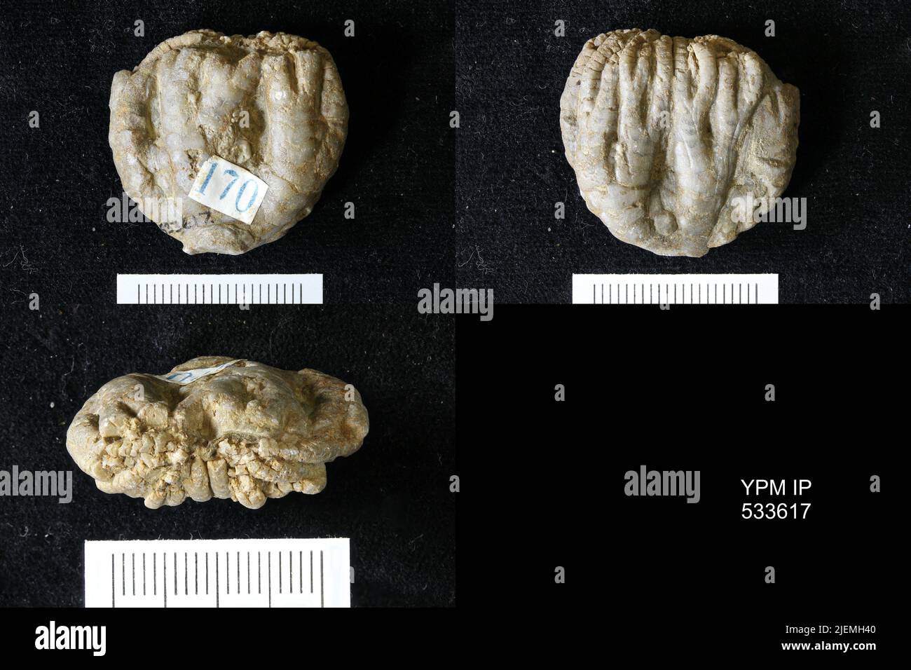 Taxocrinus hi-res stock photography and images - Alamy