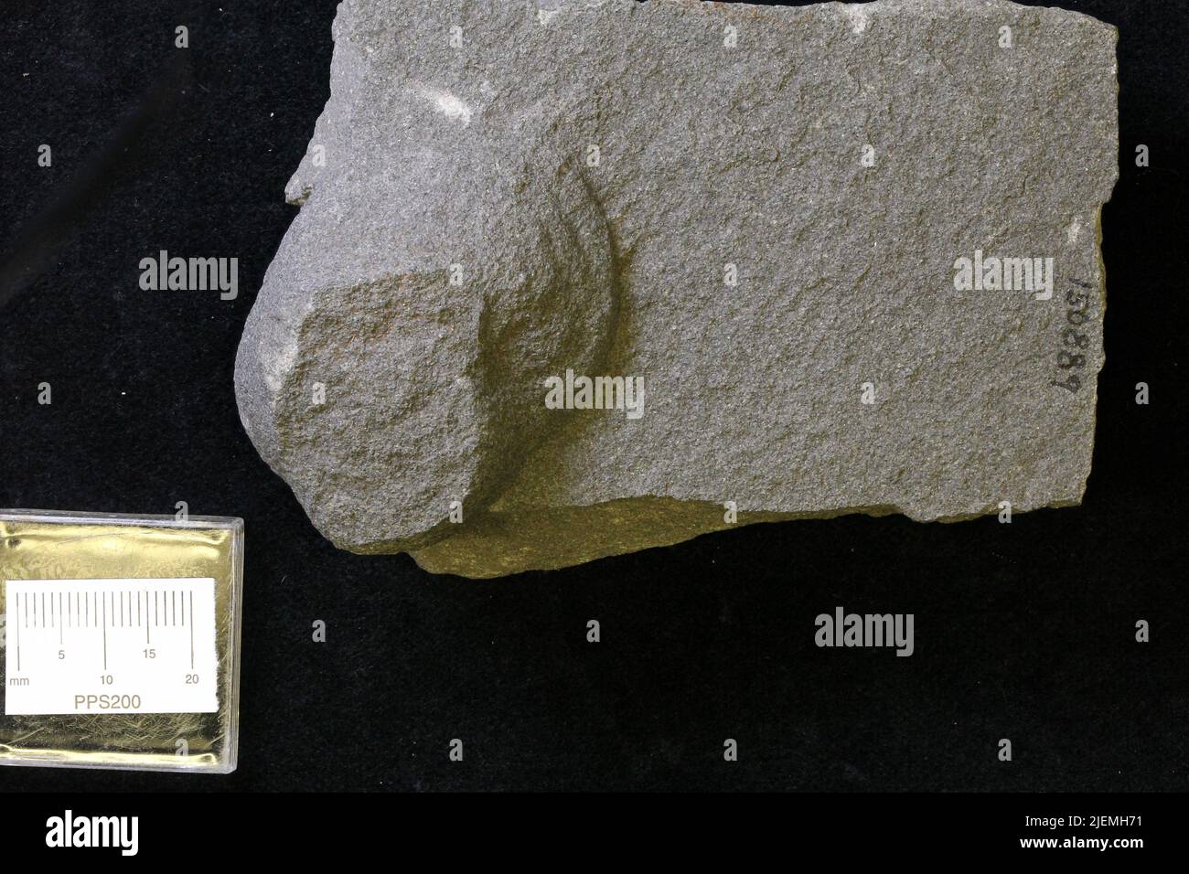 Cf daedalus archimedes ichnofossil hi-res stock photography and images ...