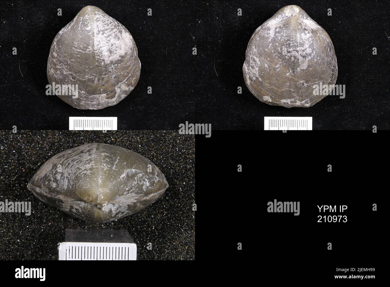 Pentamerus sp animalia hi-res stock photography and images - Alamy