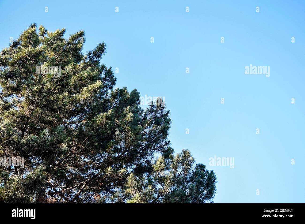 Branching pine tree hi-res stock photography and images - Alamy