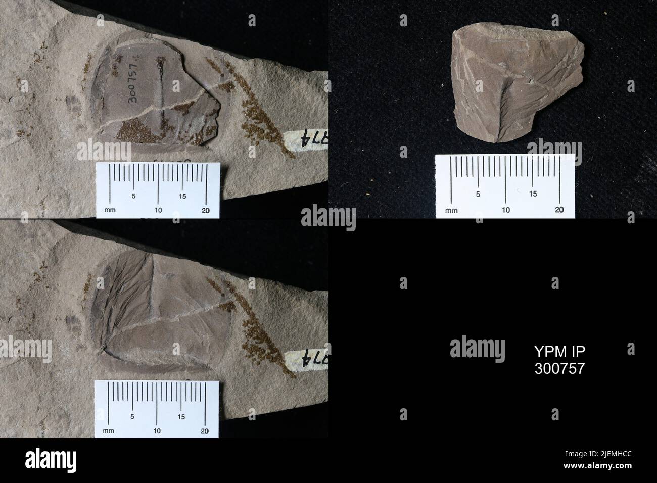 Pterygotus acutiramus macrophthalmus hall hi-res stock photography and ...