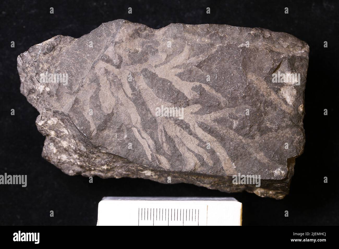 Chondrites hi-res stock photography and images - Alamy