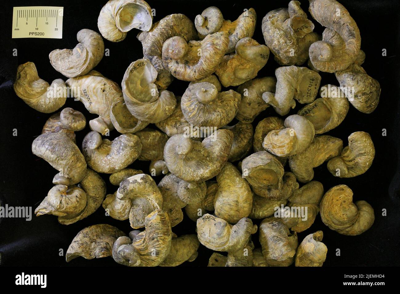 Gryphaea aucella roemer hi-res stock photography and images - Alamy