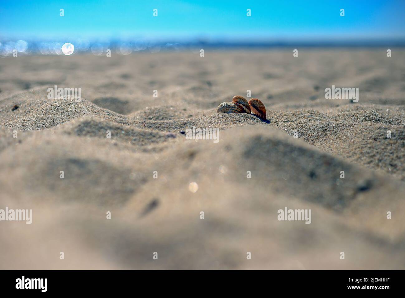 Seashell lying in sand hi-res stock photography and images - Alamy