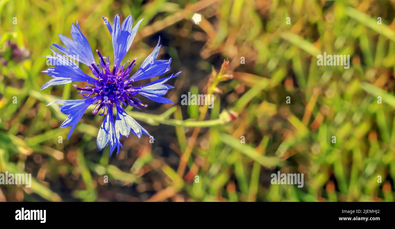 Blue cornflower hi-res stock photography and images - Alamy