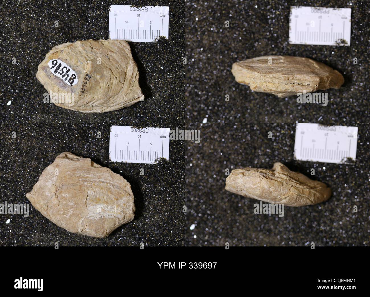 Corbicula fracta meek hi-res stock photography and images - Alamy