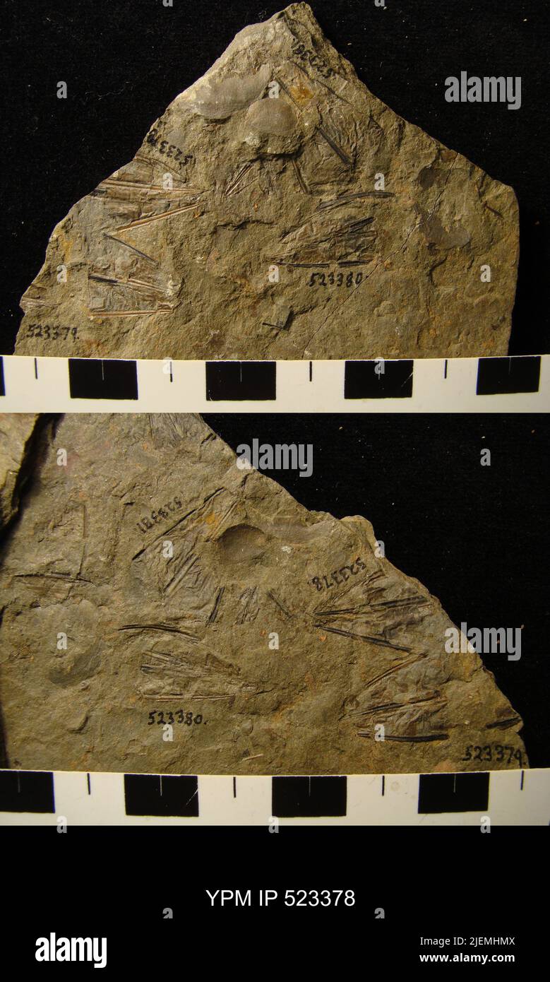 Fossil occurrence hi-res stock photography and images - Alamy