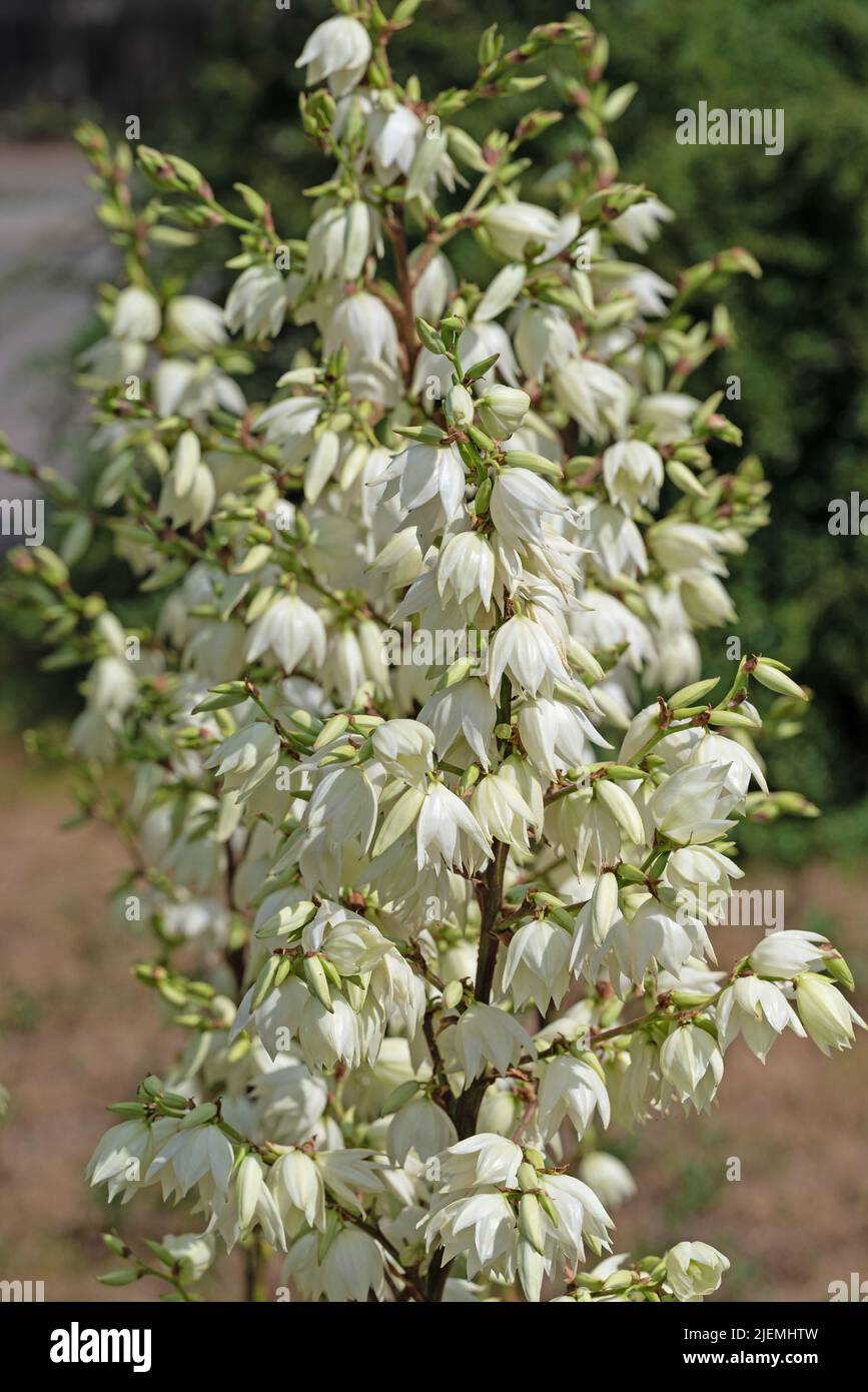 Flowering Yucca, Yucca gloriosa, in the garden Stock Photo - Alamy