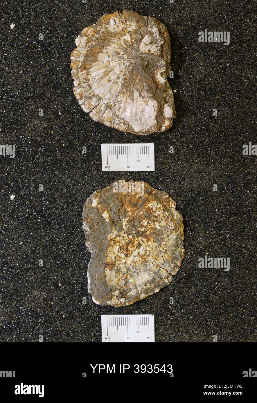 Scaphites nodosus owen hi-res stock photography and images - Alamy