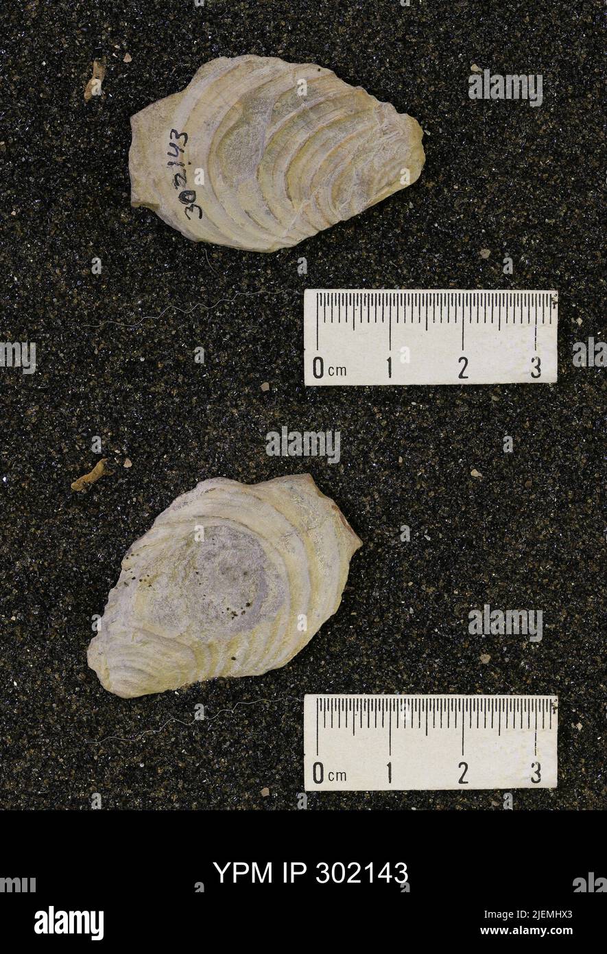 Inoceramus acutiplicata animalia hi-res stock photography and images ...