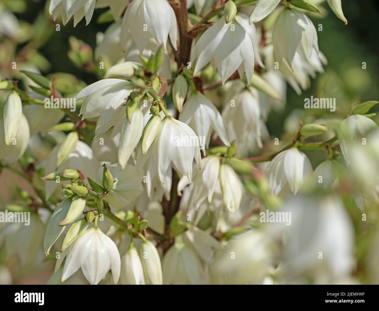 Flowering Yucca, Yucca gloriosa, close-up Stock Photo - Alamy