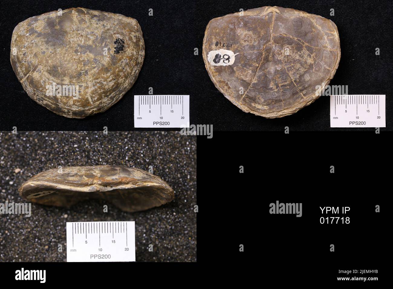 Rafinesquina hi-res stock photography and images - Alamy