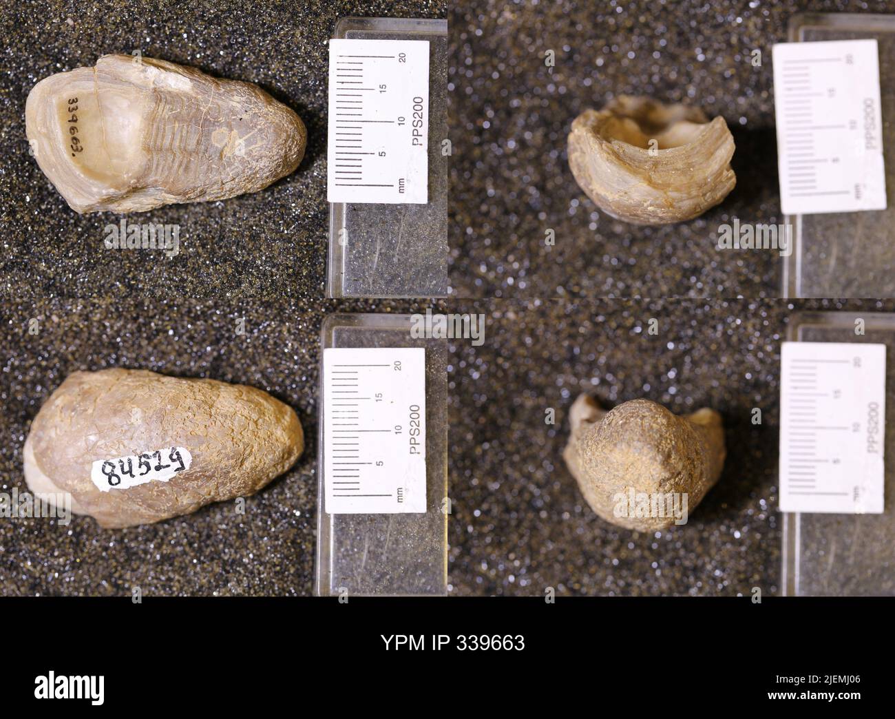 Ostrea sp animalia hi-res stock photography and images - Alamy