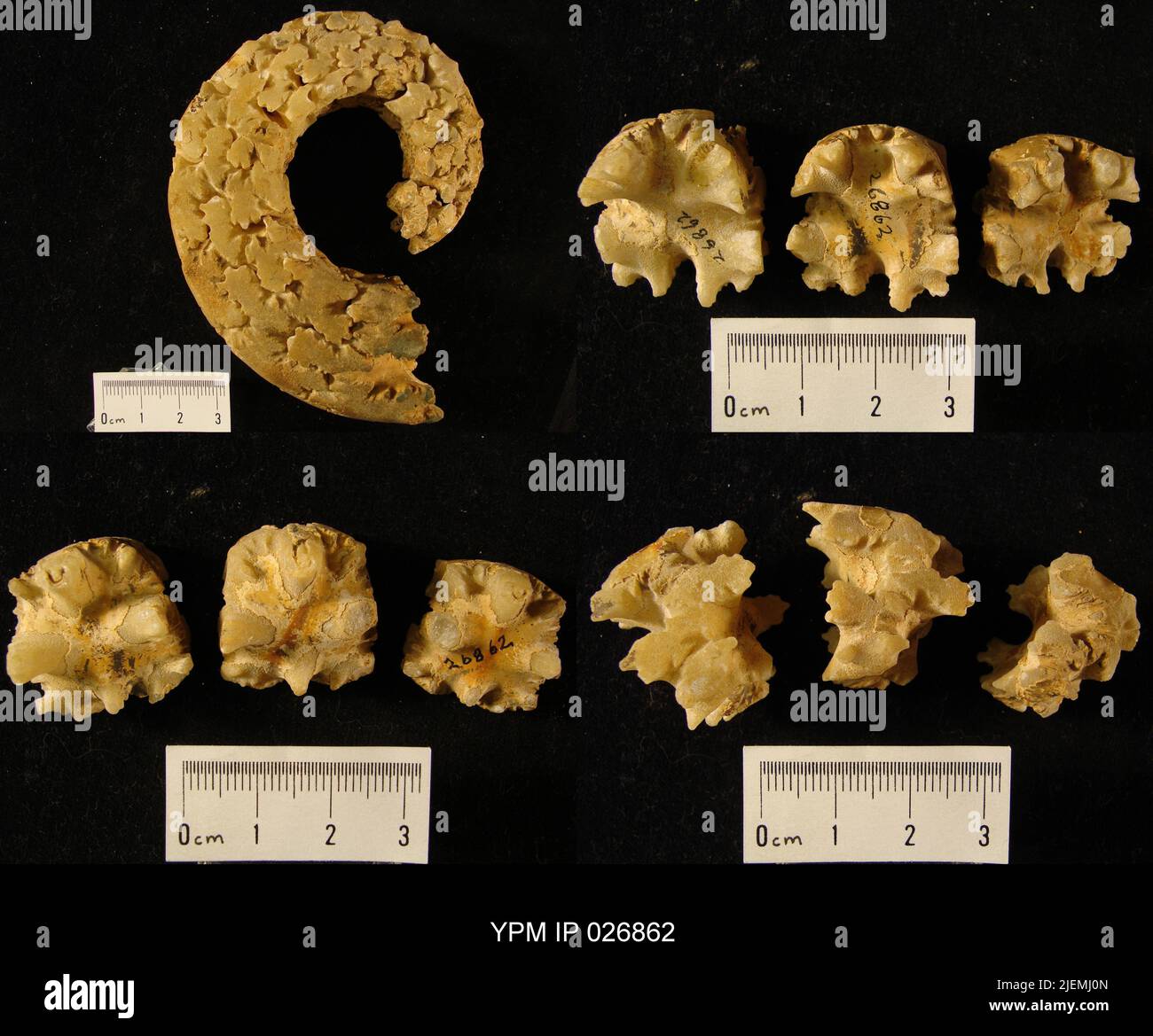 Ammonitina hi-res stock photography and images - Alamy