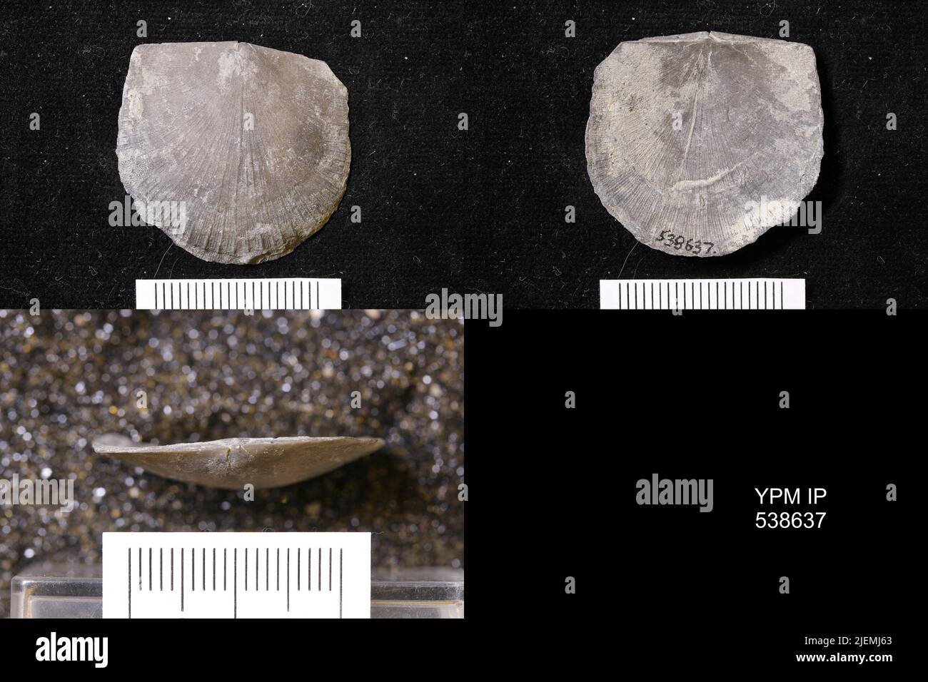 Rafinesquina alternata fracta meek hi-res stock photography and images ...