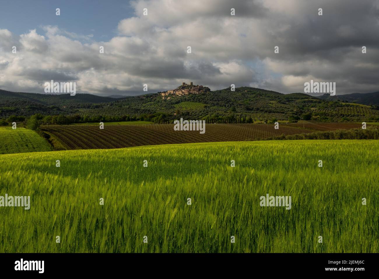 A field of young wheat below the historic medieval town of Montemassi ...