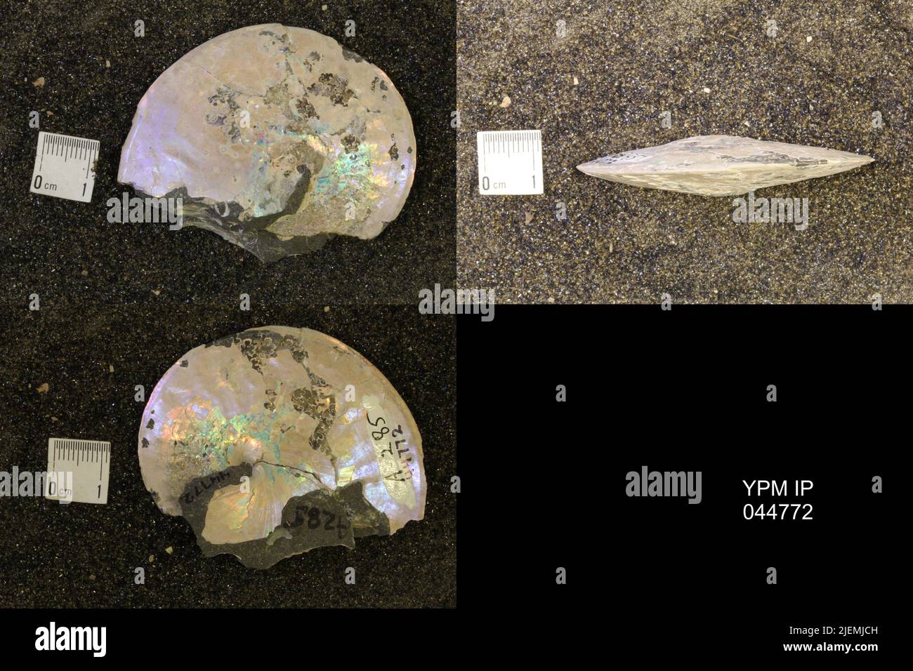 Sphenodiscus lenticularis (Owen Stock Photo - Alamy