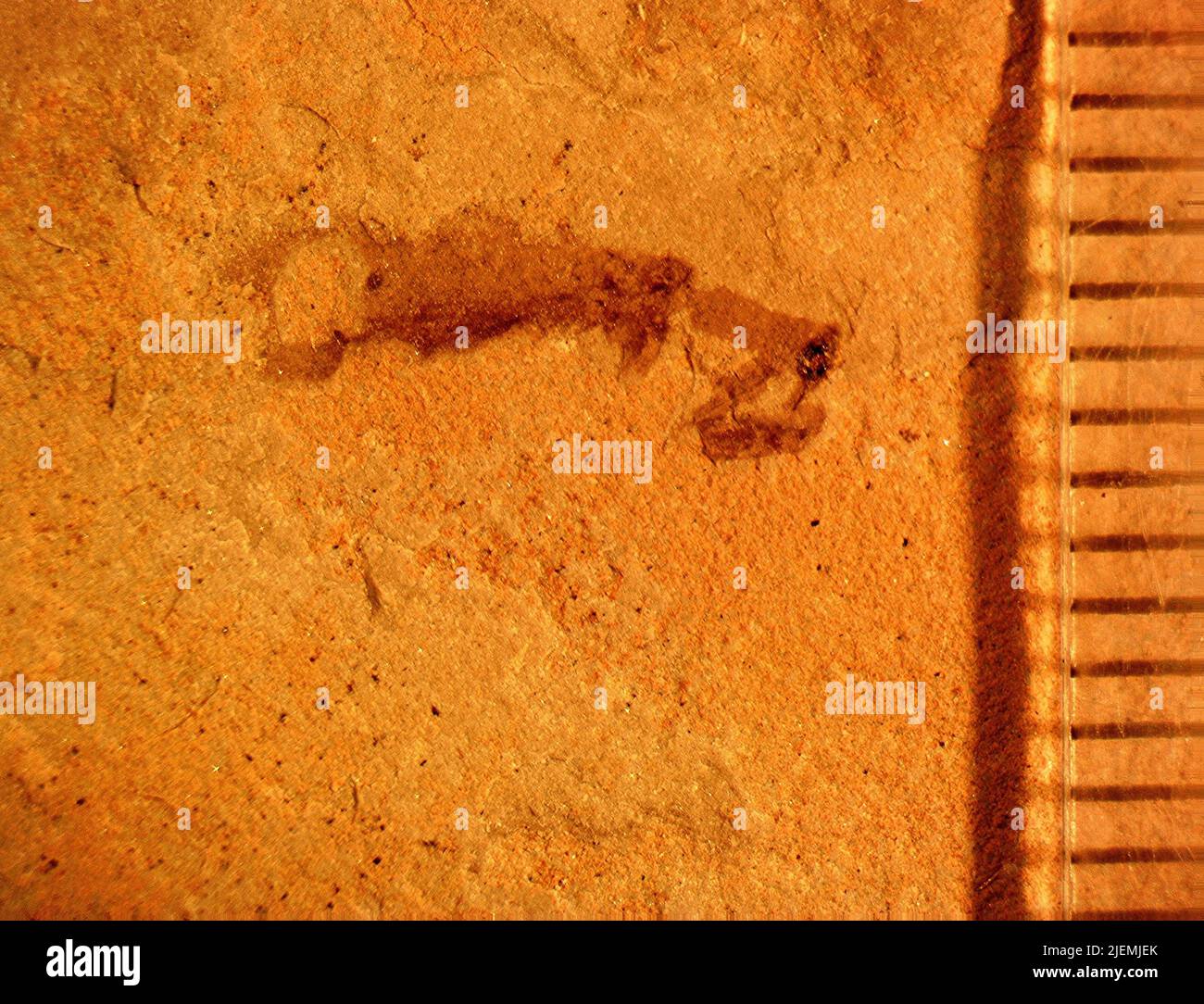 Mantodea not mantis hi-res stock photography and images - Alamy