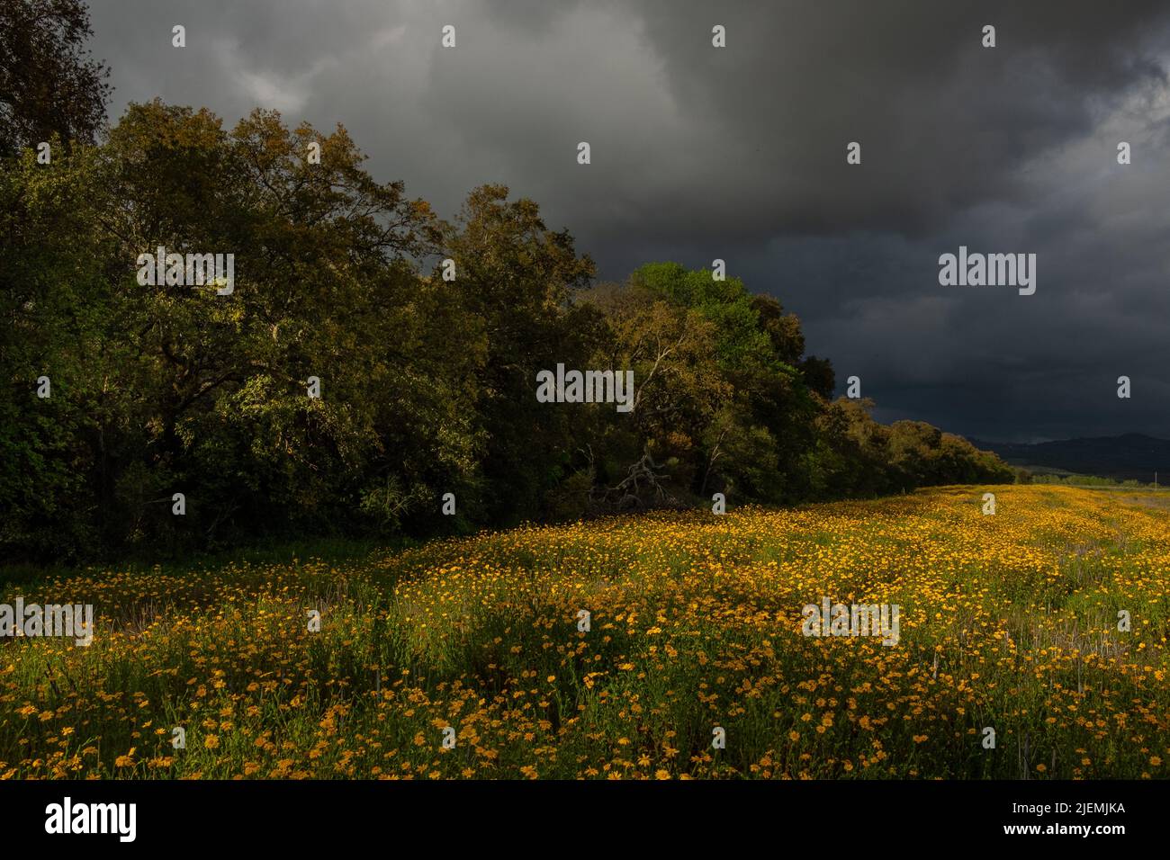 Spring flowers in a field (locality Lattaia) below the medieval town of ...