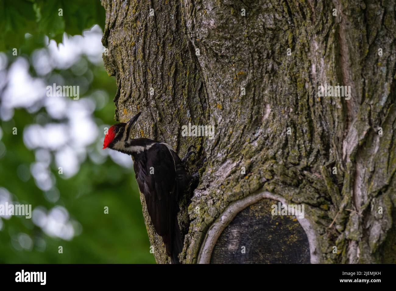 Pileated woodpecker tapping tree hi-res stock photography and images ...