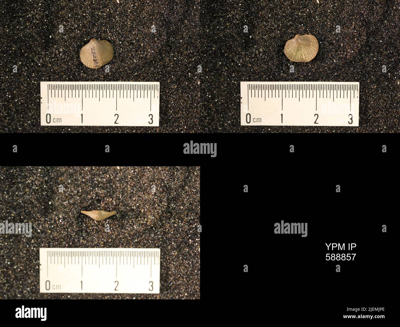 1875 animalia hi-res stock photography and images - Alamy