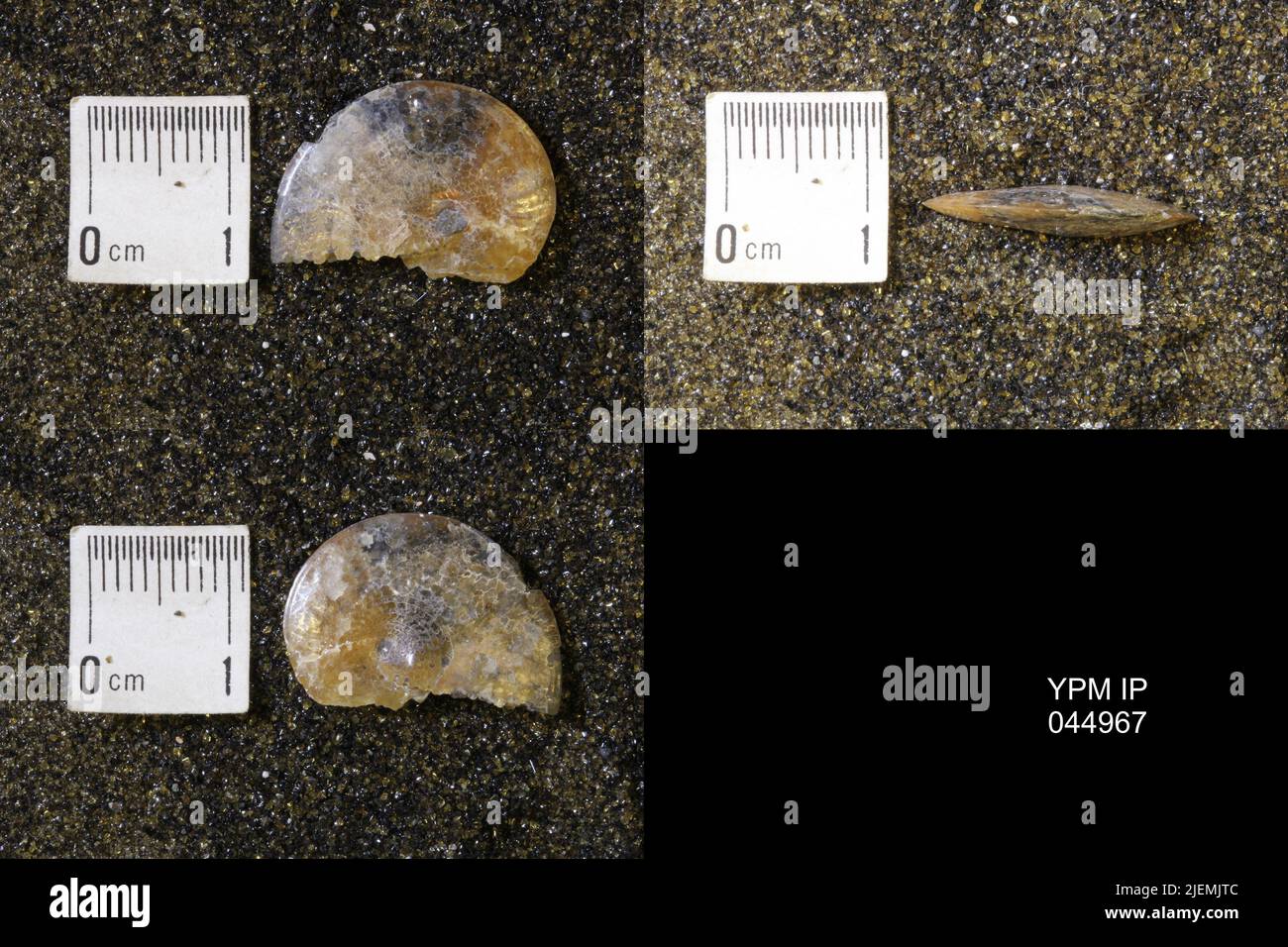 Lenticular structure hi-res stock photography and images - Alamy