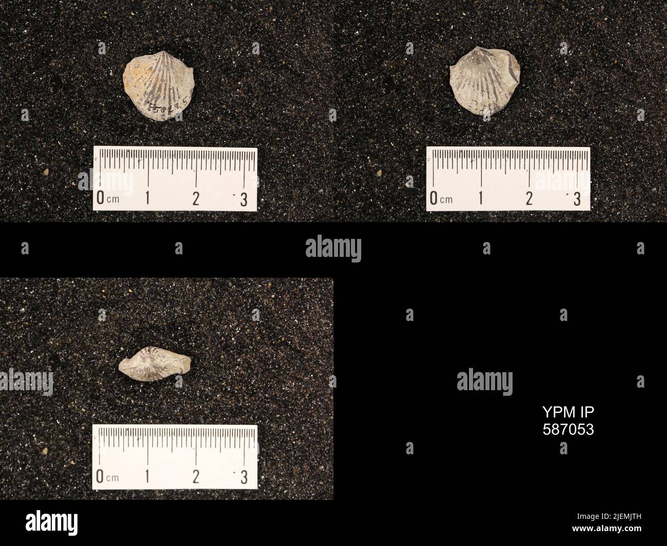 Atrypa reticularis Linnaeus, 1767 Stock Photo - Alamy