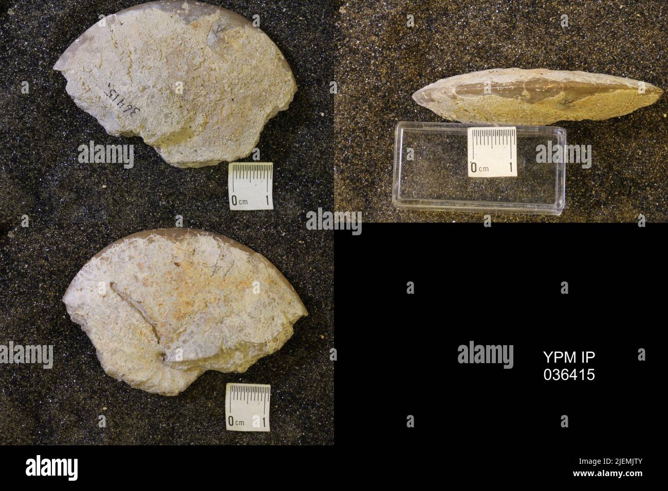 Sphenodiscus sp hi-res stock photography and images - Alamy