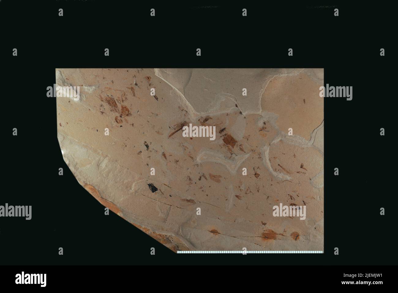 Cockroaches are insects of the order blattodea hi-res stock photography ...