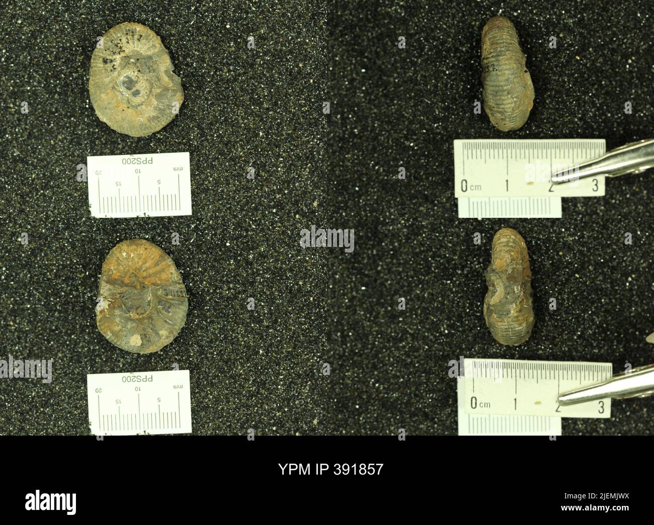 Scaphites whitfieldi Cobban Stock Photo - Alamy