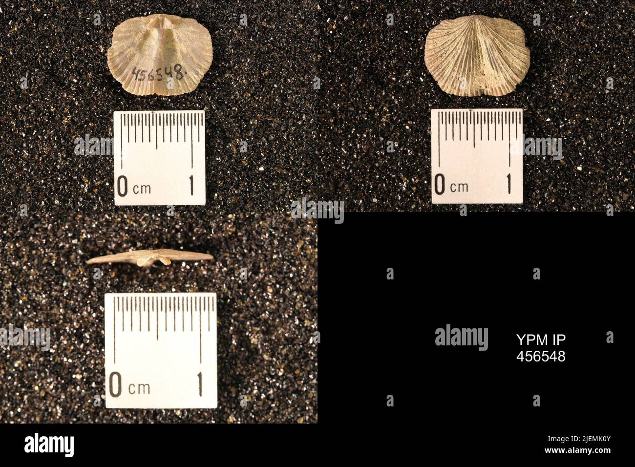 1827 animalia hi-res stock photography and images - Alamy