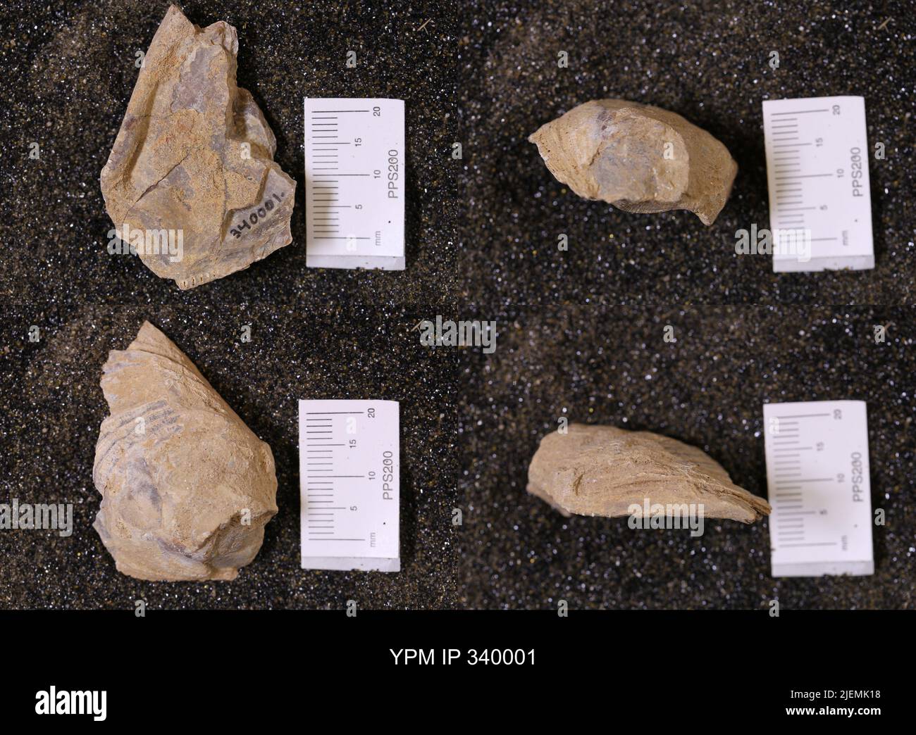 1893 animalia hi-res stock photography and images - Alamy