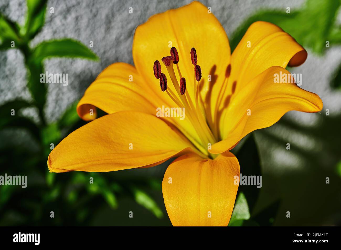 Close-up from the blossom of a yellow lily (Lilium Bulbiferum Stock ...