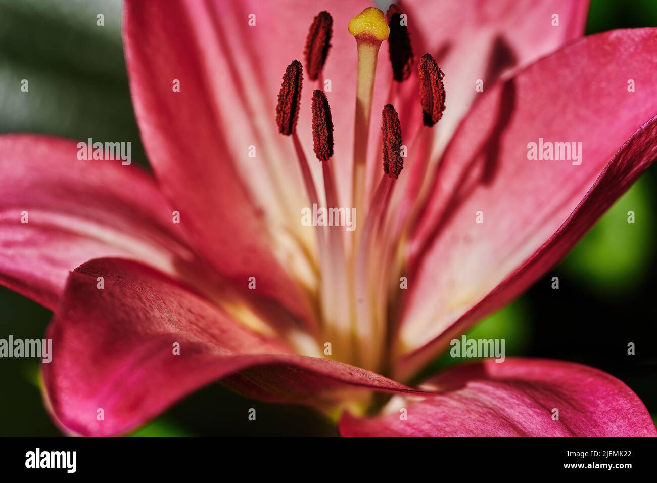 Close-up from the blossom of a pink lily (Lilium Bulbiferum Stock Photo ...